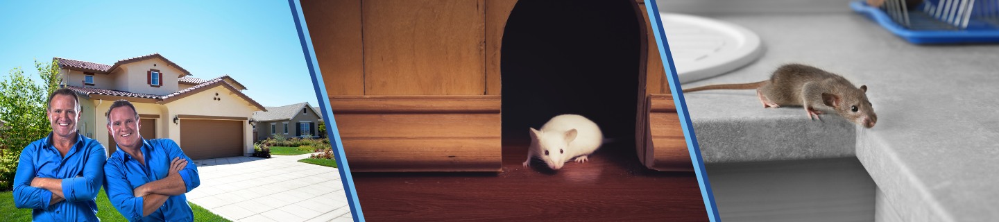 Rodent Exterminator Los Angeles - Professional Rodent Control